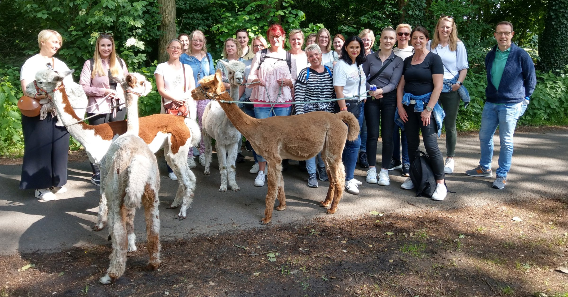 Alpaka-Tour in den Ottensteiner Anden | Caritas Ahaus